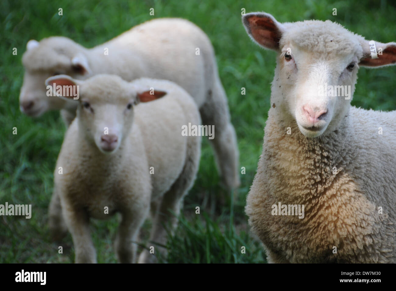 Sheep, goats, lamb Stock Photo - Alamy