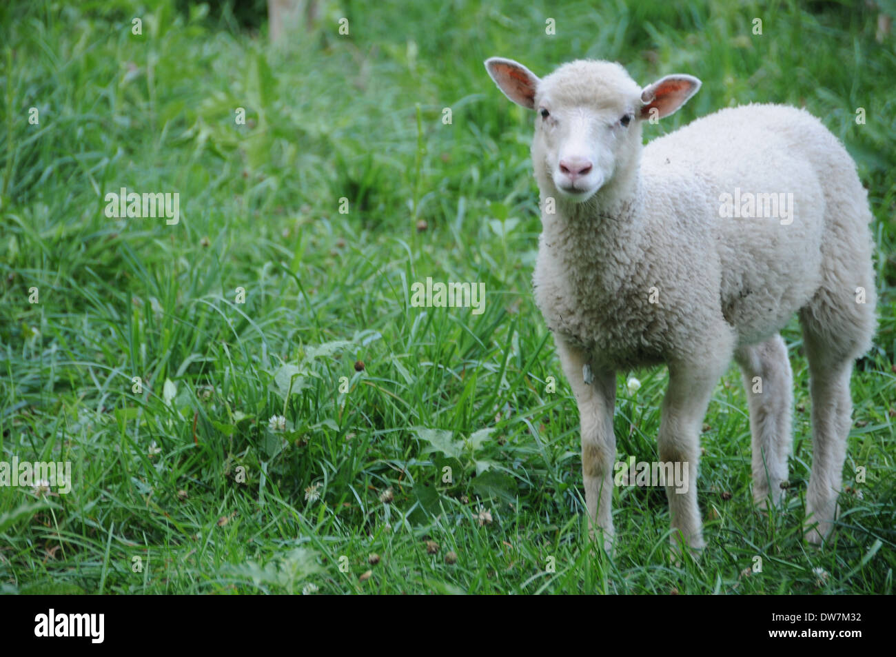 Sheep, goats, lamb Stock Photo - Alamy