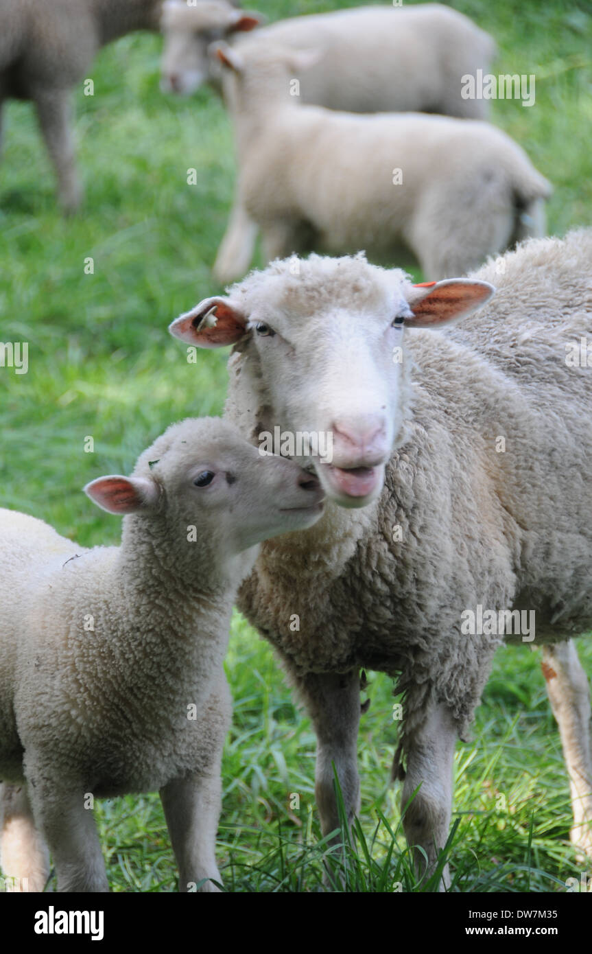 Sheep, goats, lamb Stock Photo - Alamy