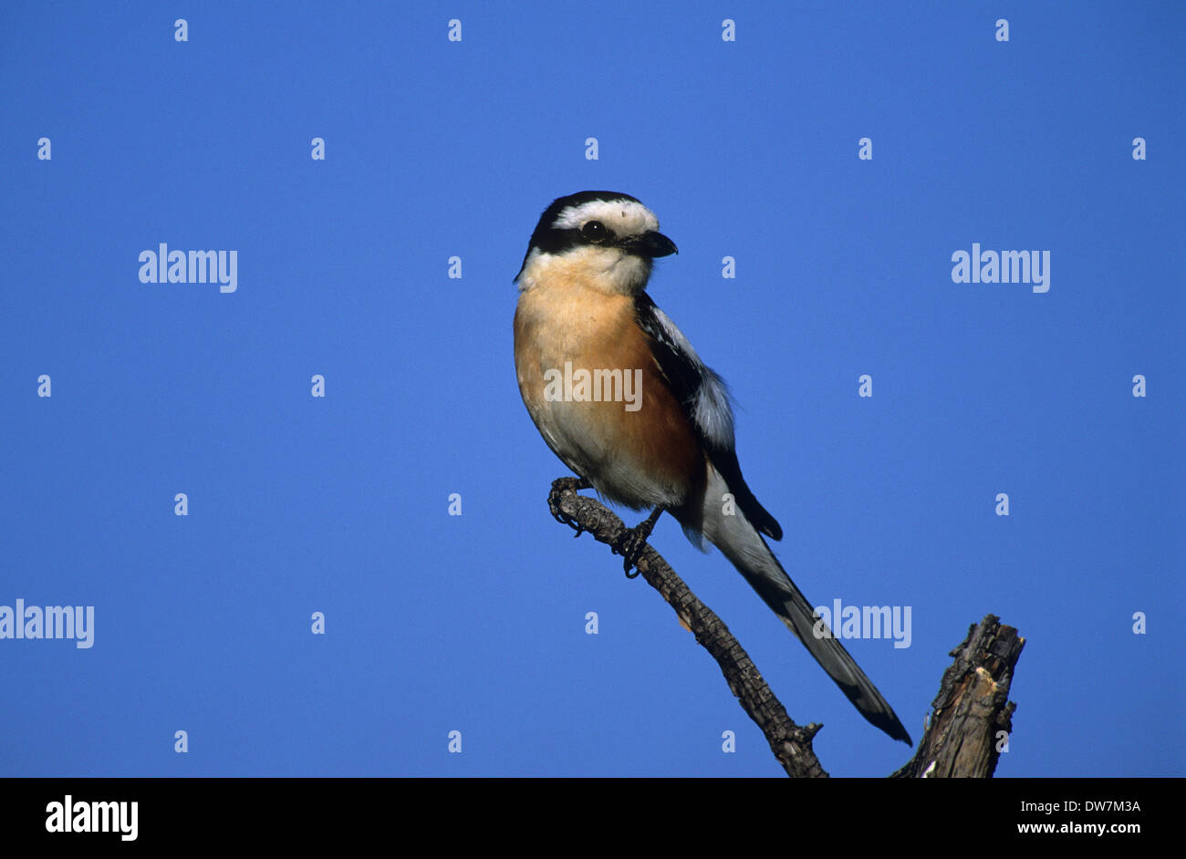 MASKED SHRIKE (Lanius nubicus) adult male perched in olive tree Lesvos ...