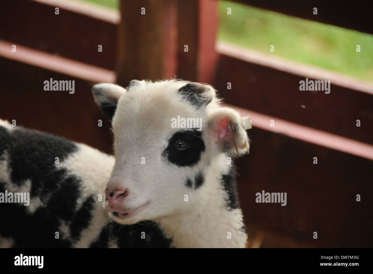 Sheep, goats, lamb Stock Photo - Alamy
