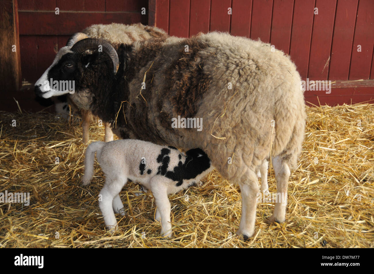 Sheep, goats, lamb Stock Photo - Alamy