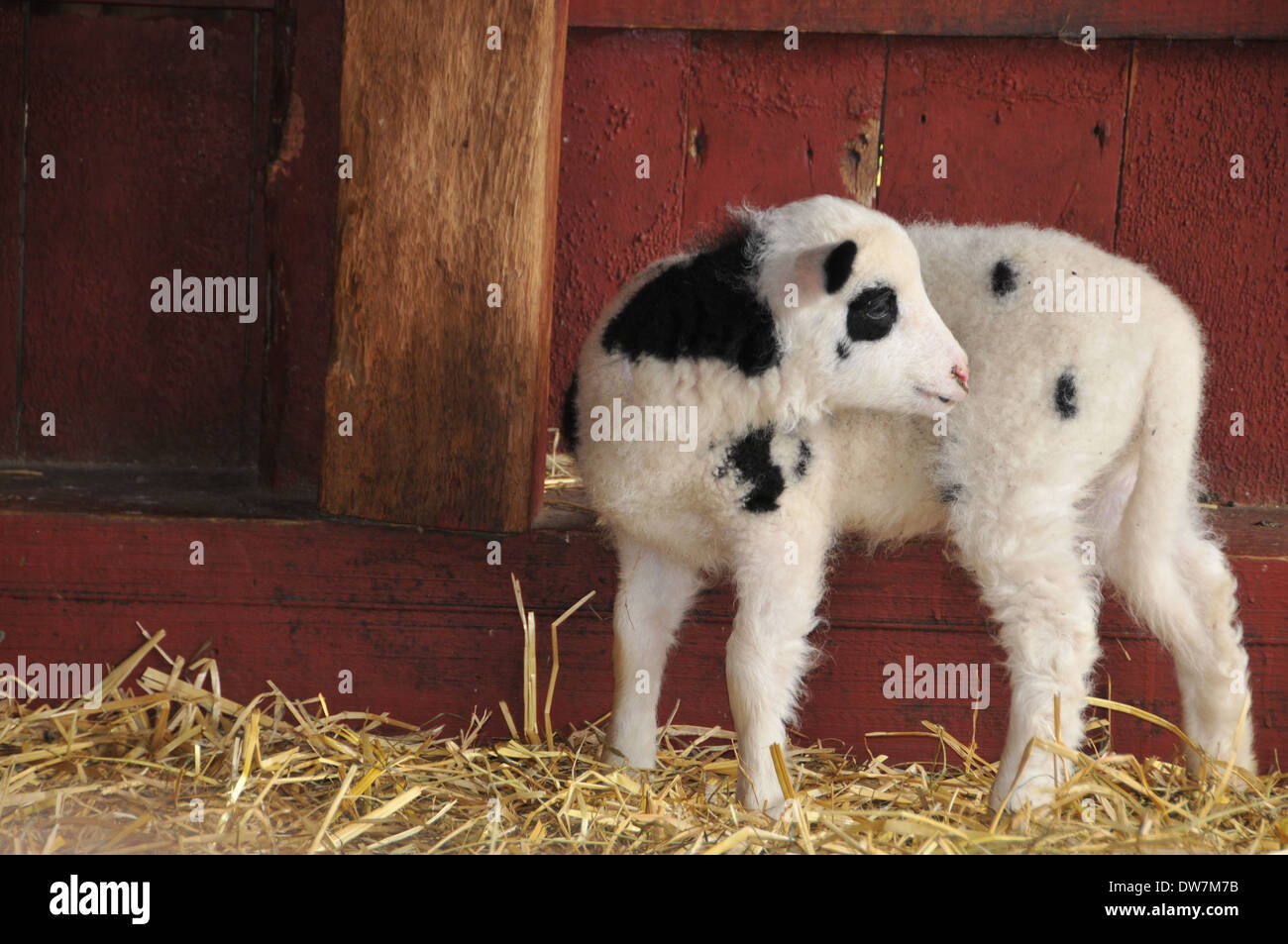 Sheep, goats, lamb Stock Photo - Alamy