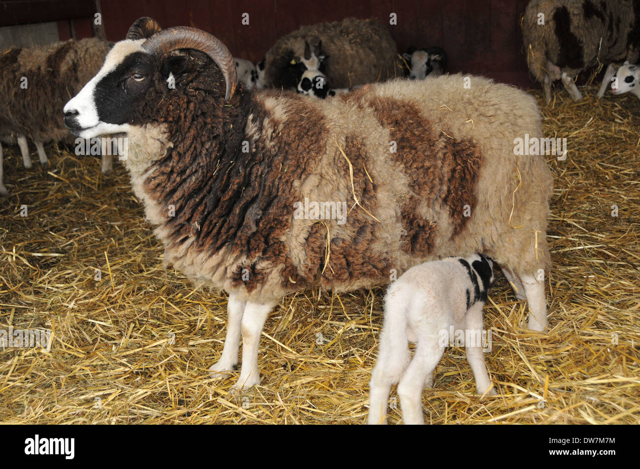 Sheep, goats, lamb Stock Photo - Alamy