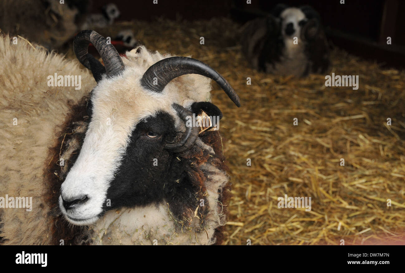 Sheep, goats, lamb Stock Photo - Alamy