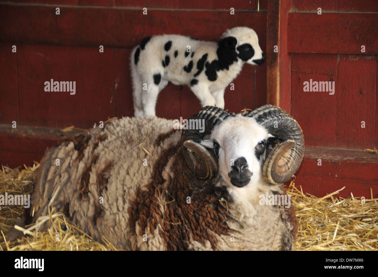 Sheep, goats, lamb Stock Photo - Alamy