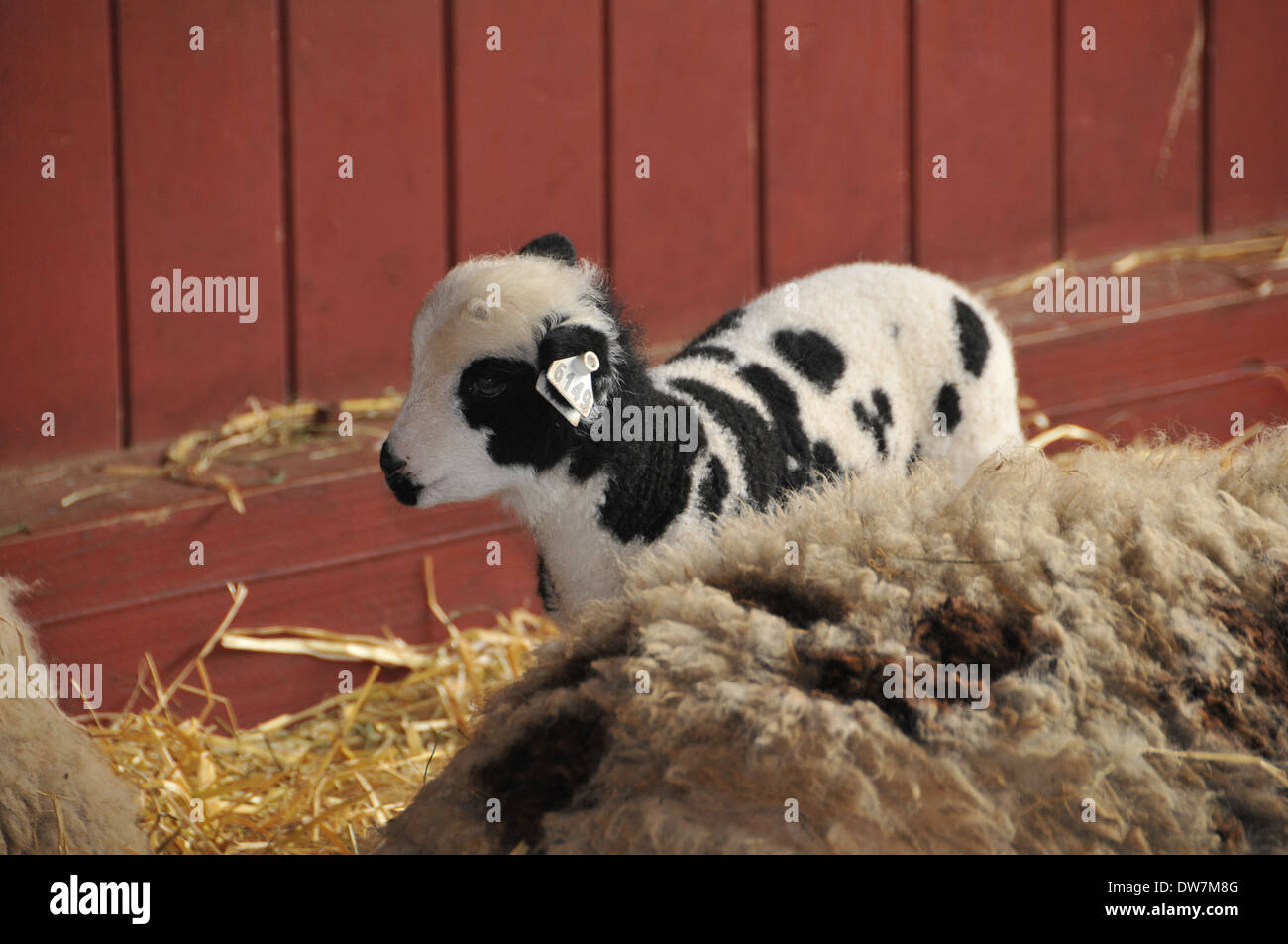 Sheep, goats, lamb Stock Photo - Alamy