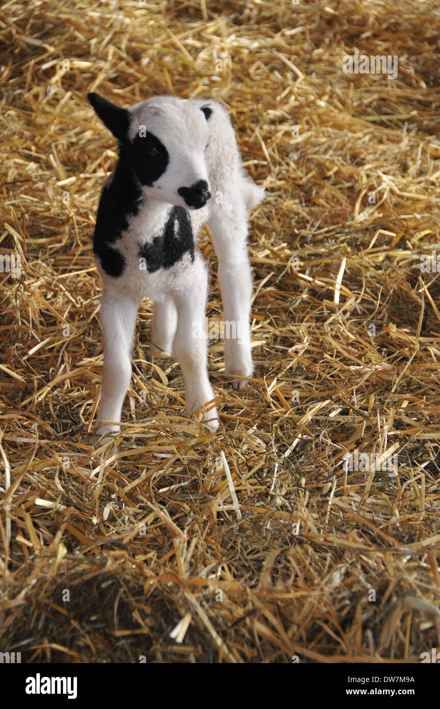 Sheep, goats, lamb Stock Photo - Alamy