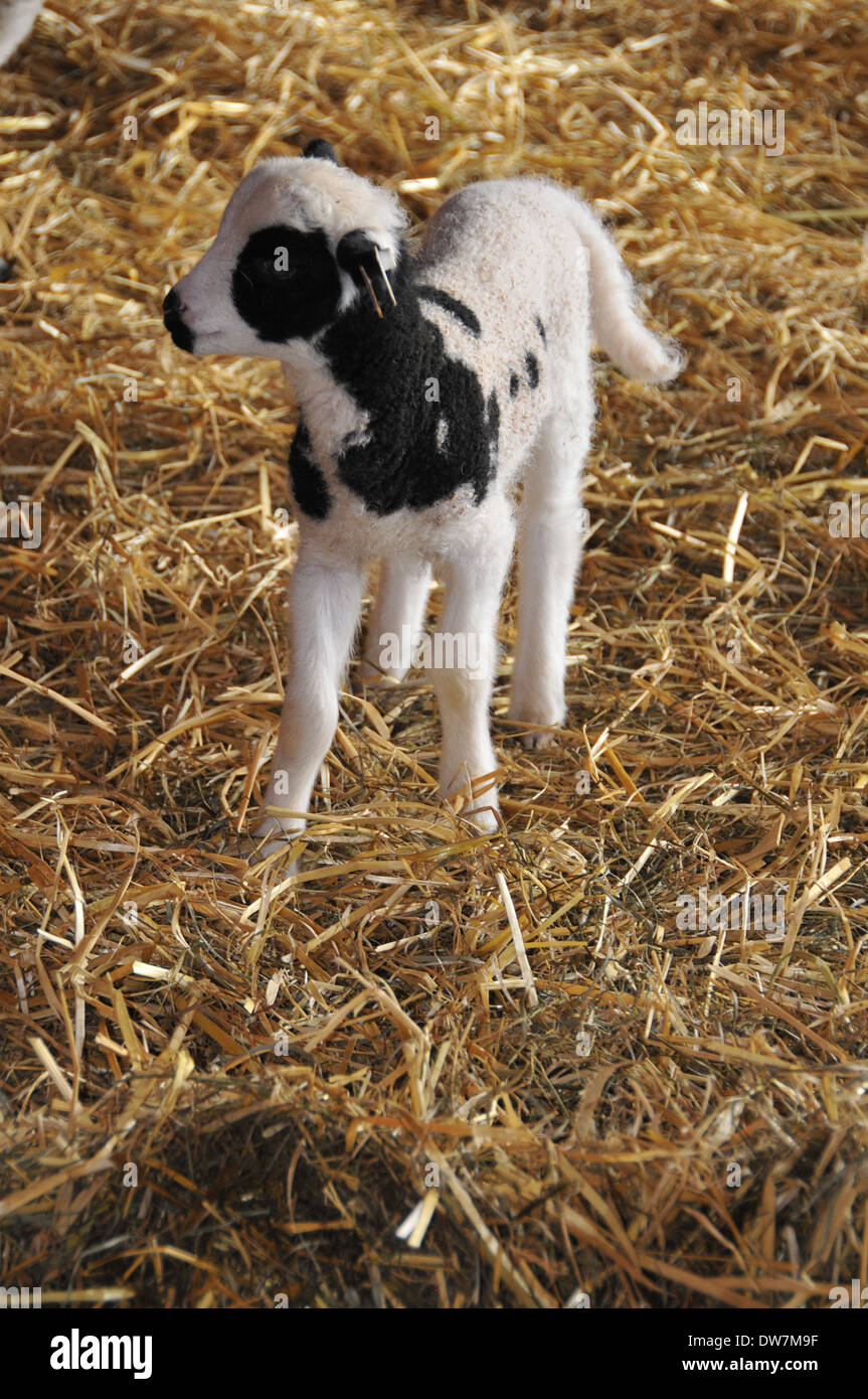 Sheep, goats, lamb Stock Photo - Alamy