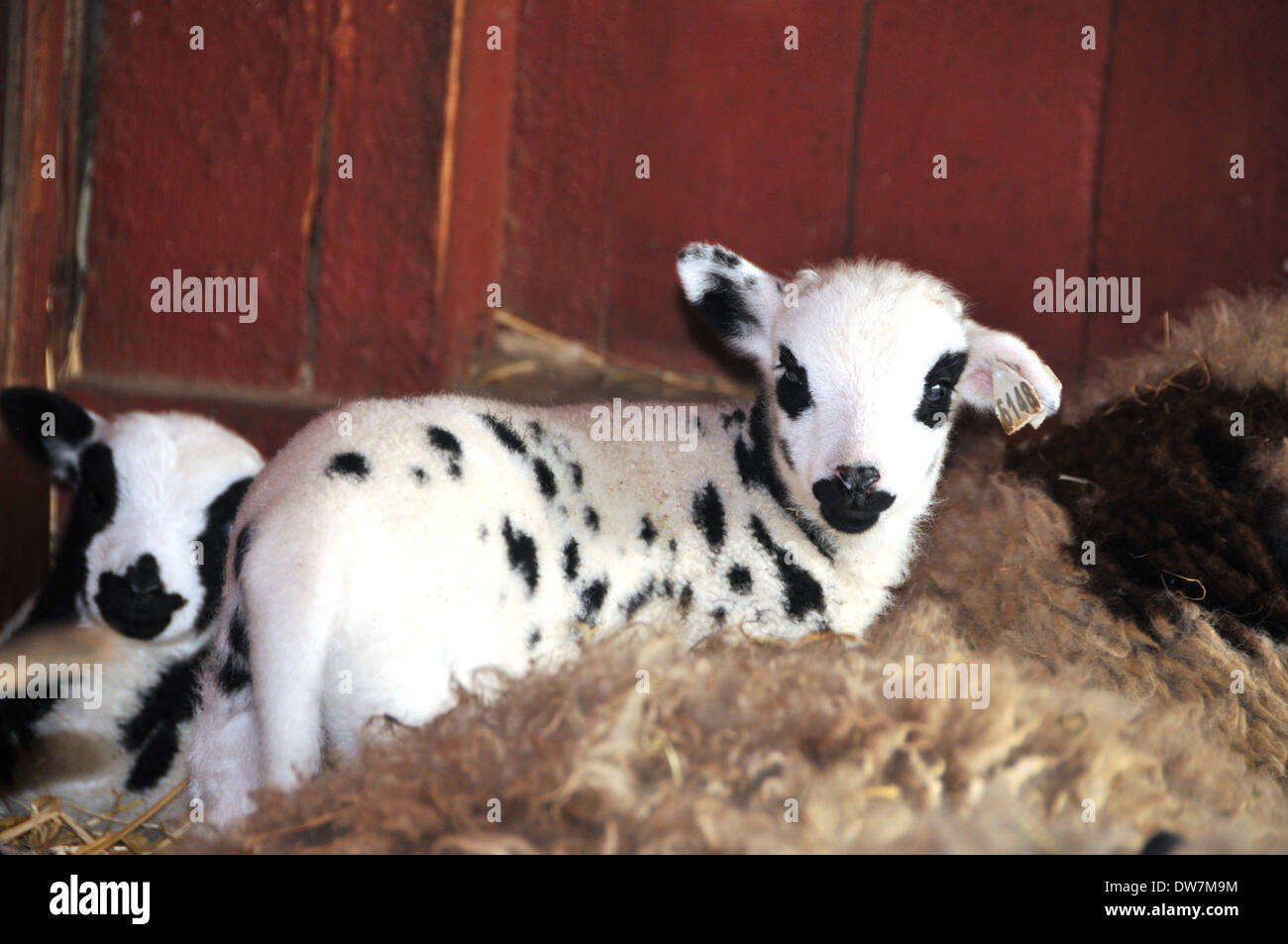 Sheep, goats, lamb Stock Photo - Alamy