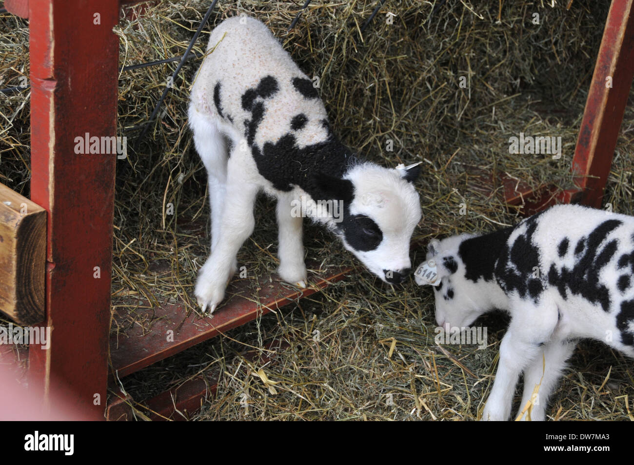 Sheep, goats, lamb Stock Photo - Alamy