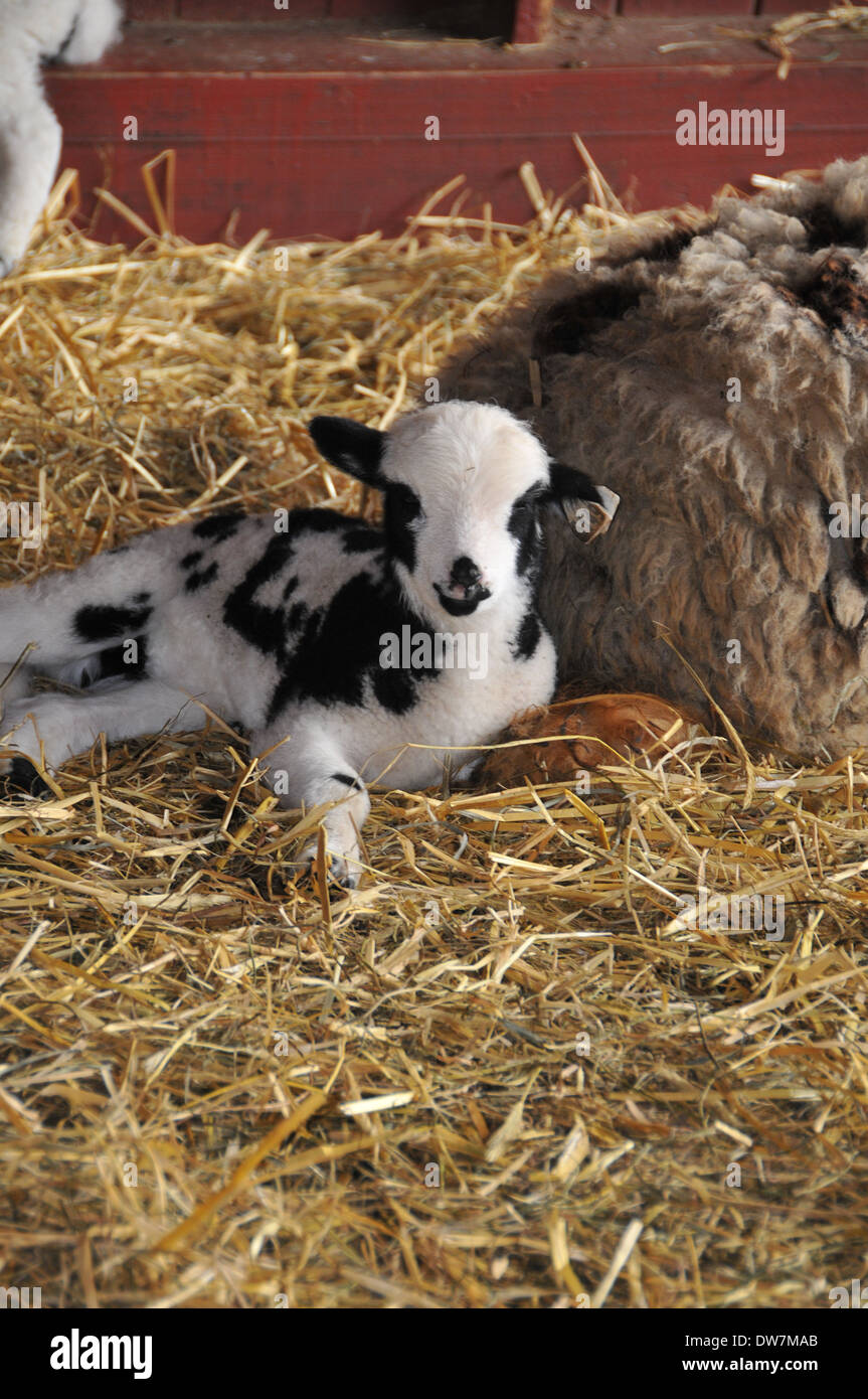 Sheep, goats, lamb Stock Photo - Alamy