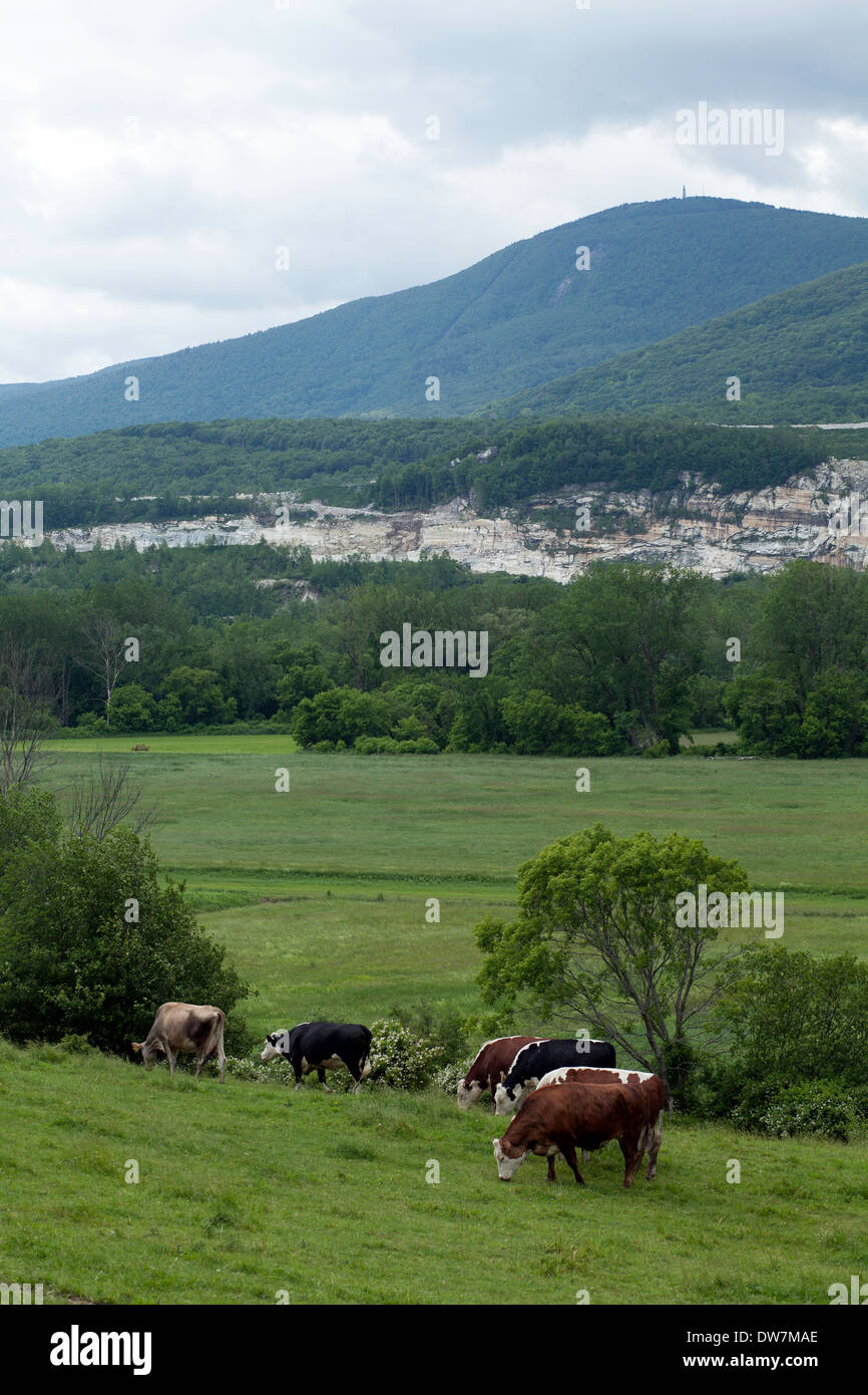 Cattle graze on a Massachusetts farm on a beautiful sunny June day with ...