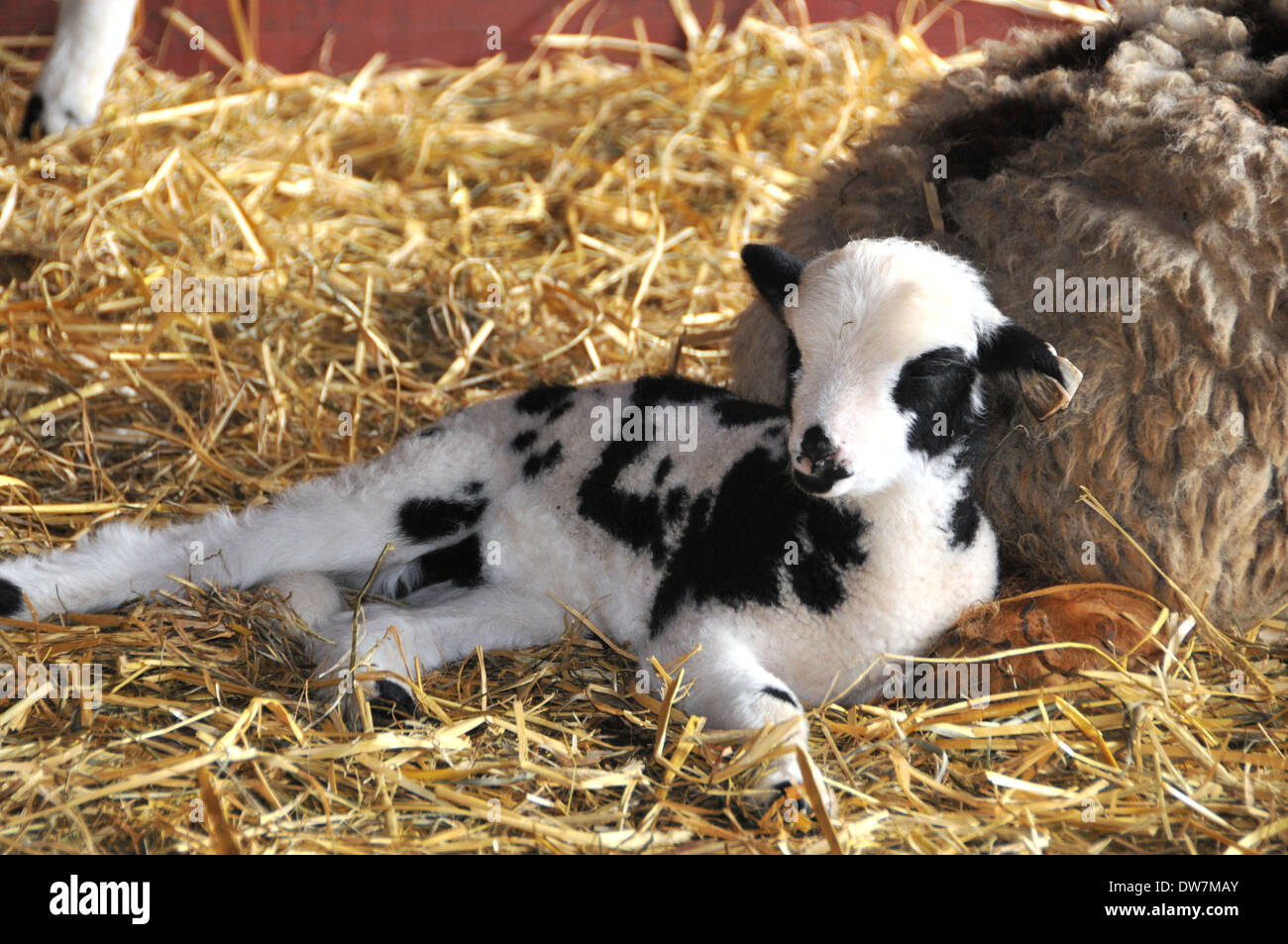 Sheep, goats, lamb Stock Photo - Alamy