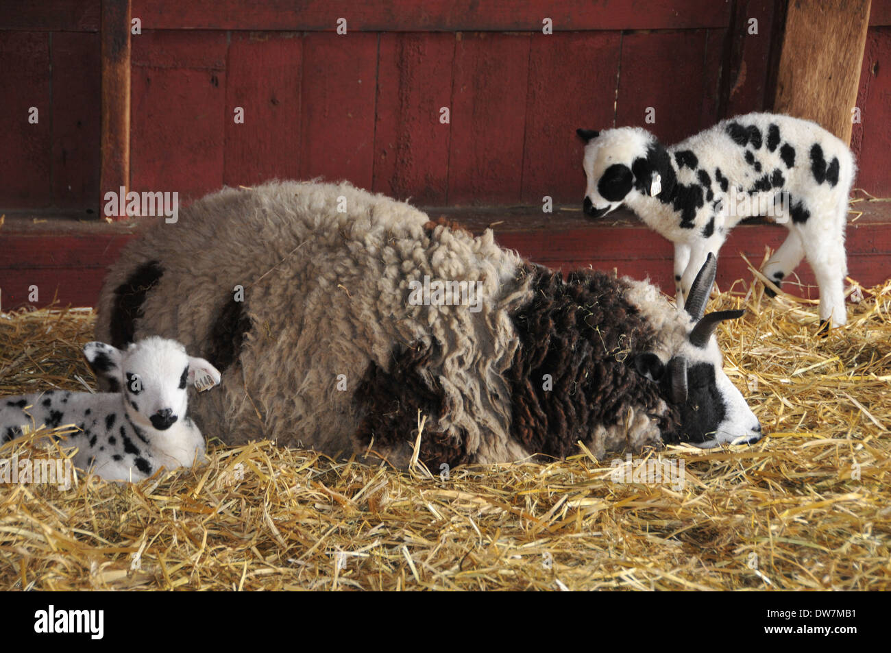 Sheep, goats, lamb Stock Photo - Alamy
