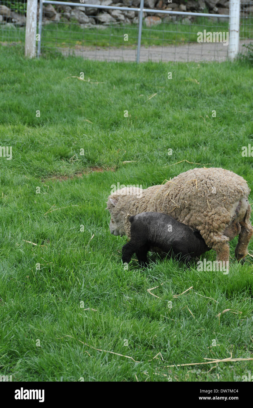 Sheep, goats, lamb Stock Photo - Alamy