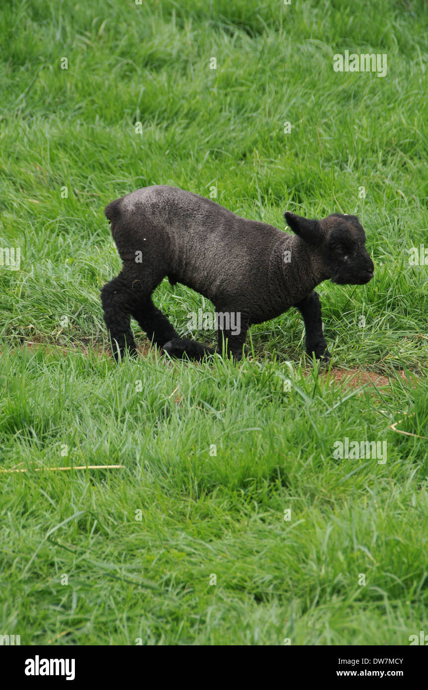 Sheep, goats, lamb Stock Photo - Alamy