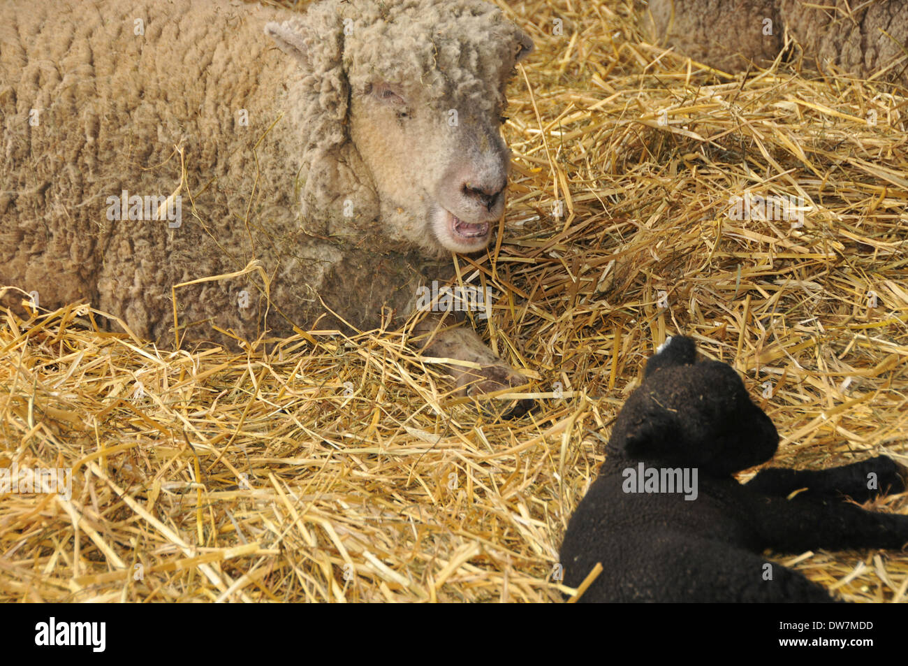 Sheep, goats, lamb Stock Photo - Alamy