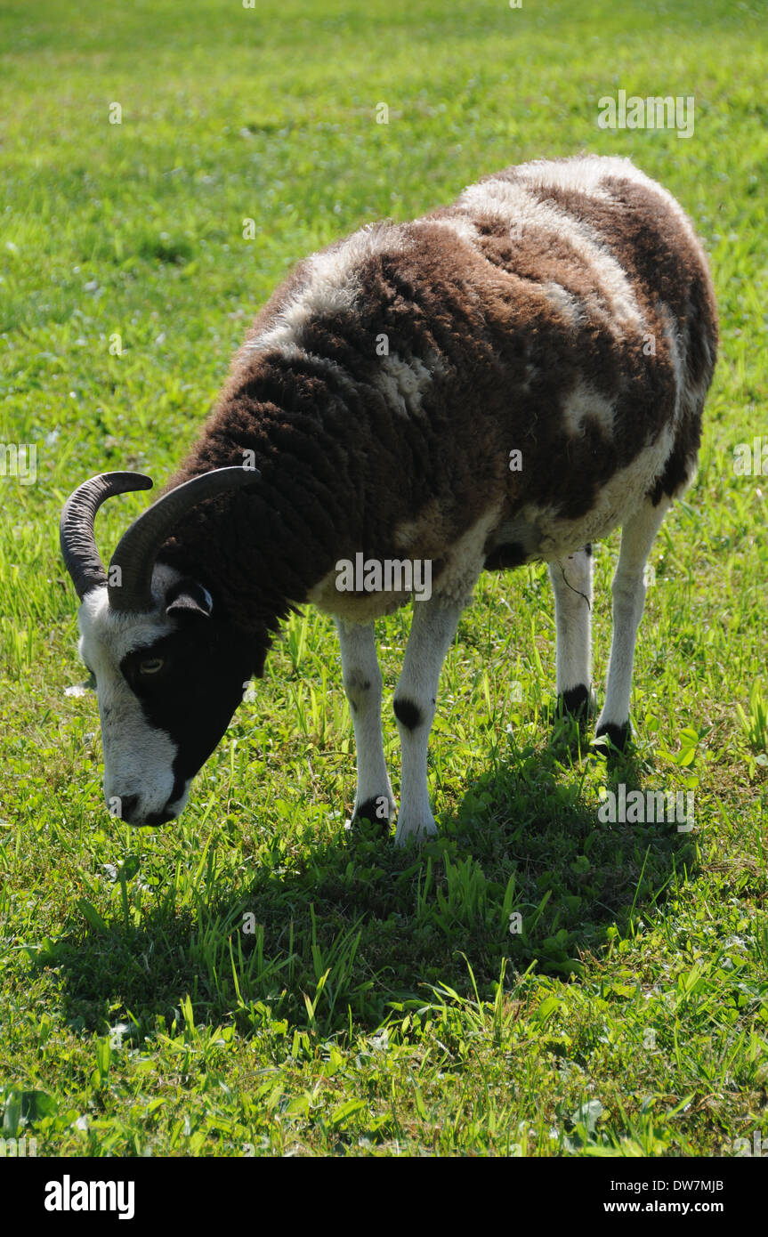 Sheep, goats, lamb Stock Photo - Alamy
