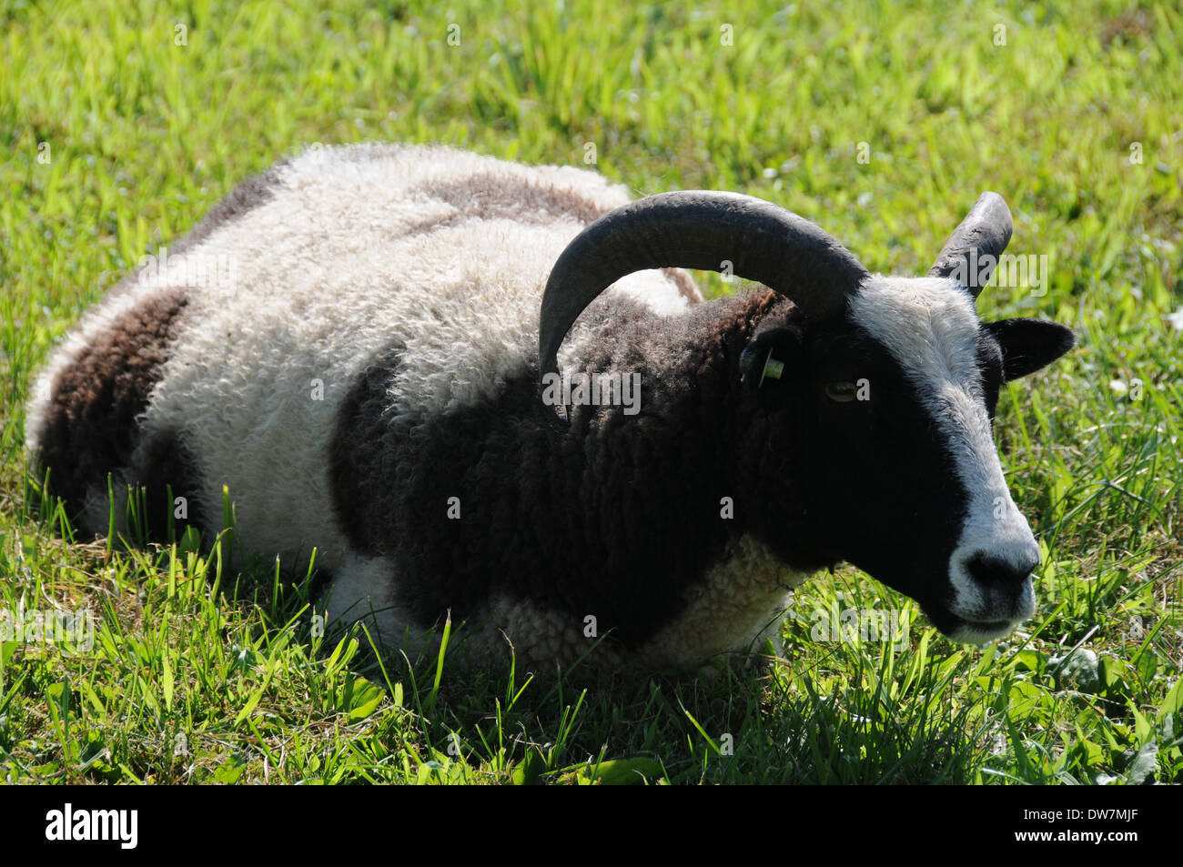 Sheep, goats, lamb Stock Photo - Alamy