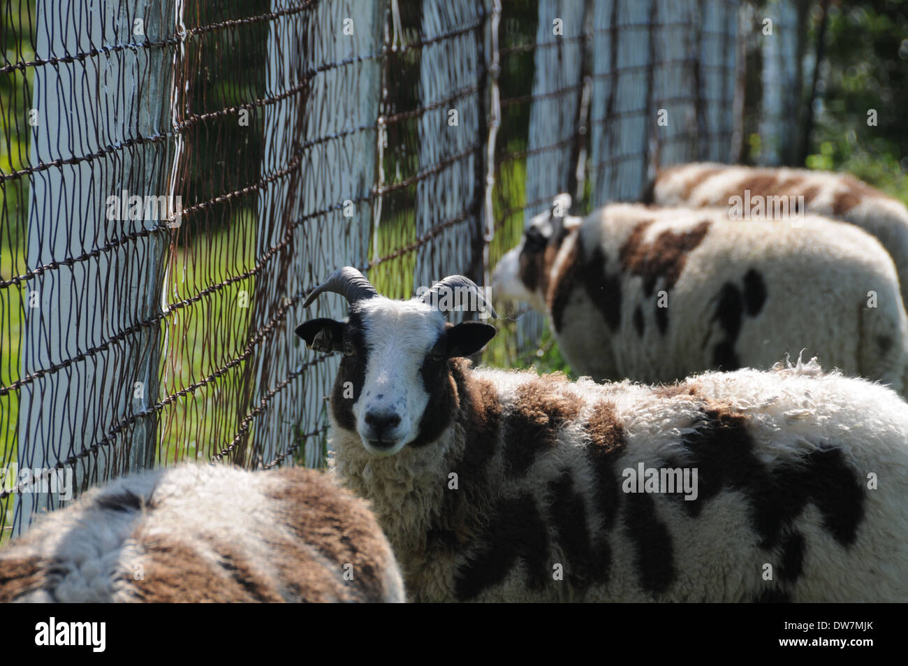 Sheep, goats, lamb Stock Photo - Alamy