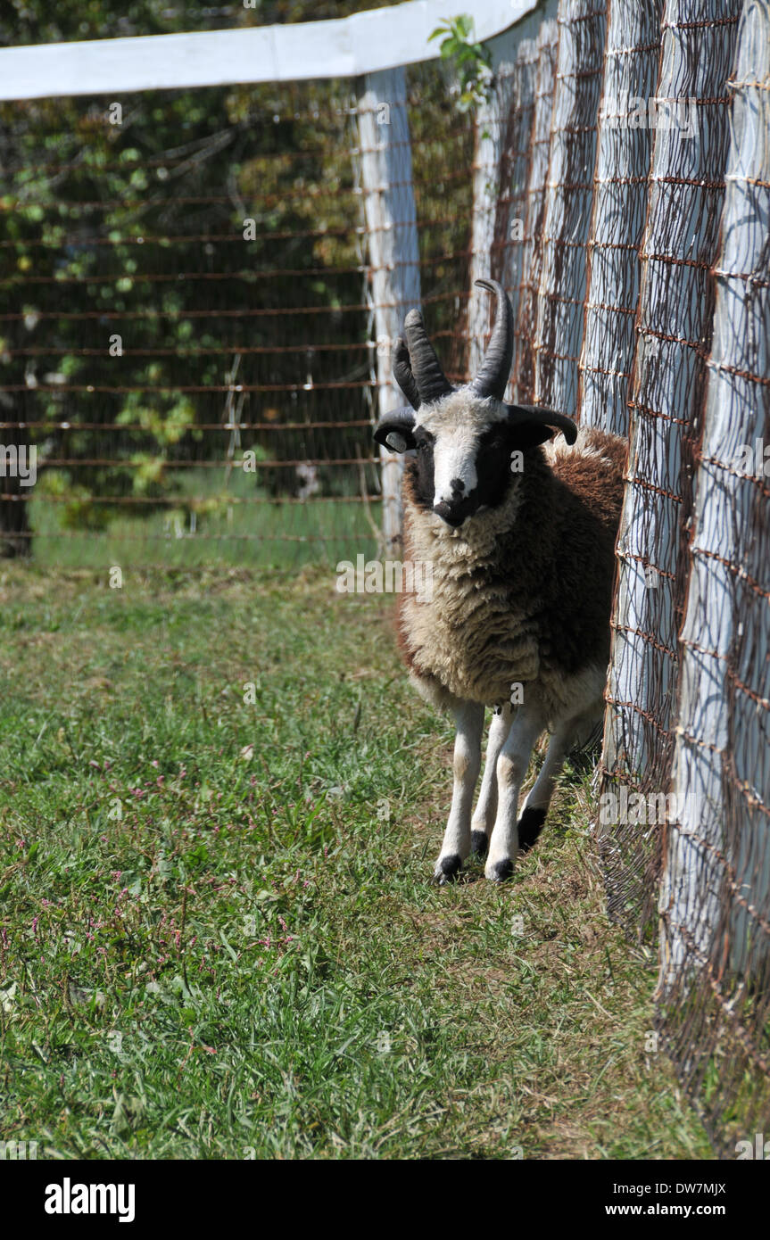 Lamb & Goat