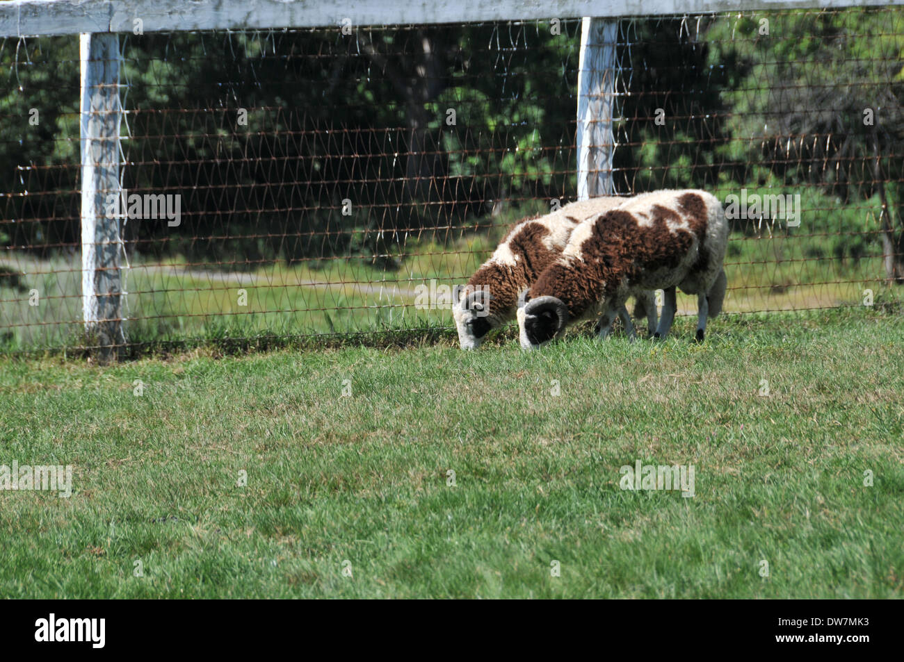Sheep, goats, lamb Stock Photo - Alamy