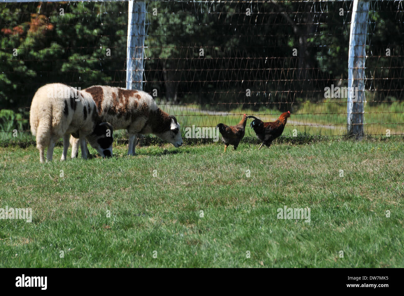 Sheep, goats, lamb Stock Photo - Alamy