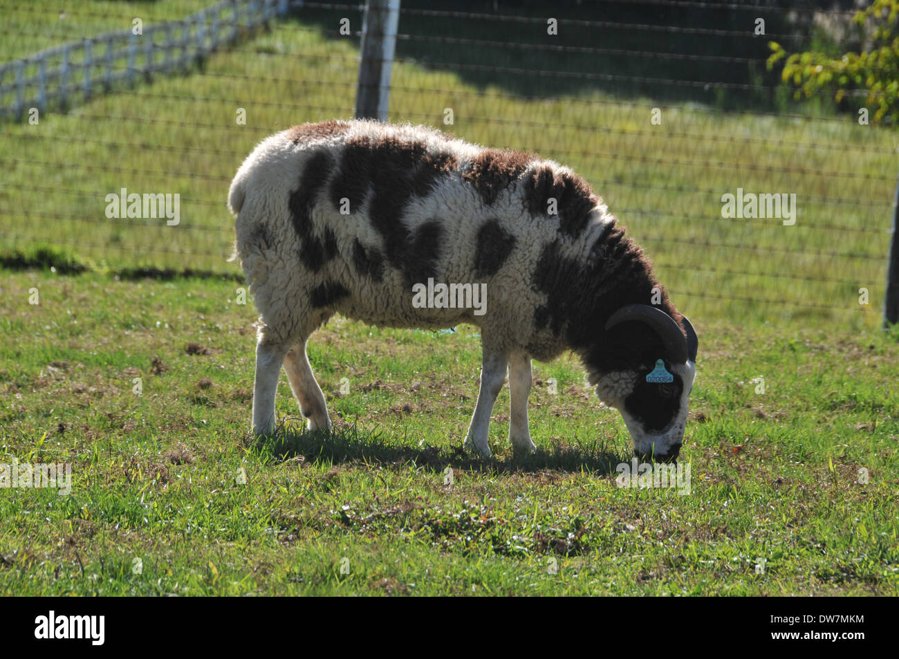 Sheep, goats, lamb Stock Photo - Alamy