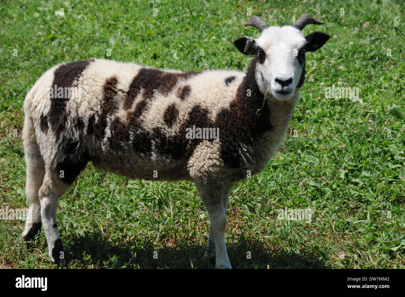 Sheep, goats, lamb Stock Photo - Alamy