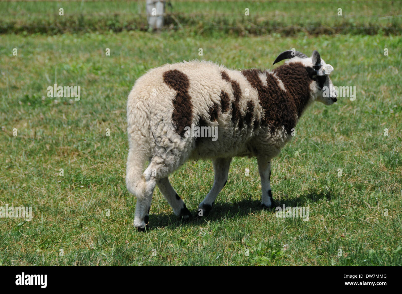 Sheep, goats, lamb Stock Photo - Alamy