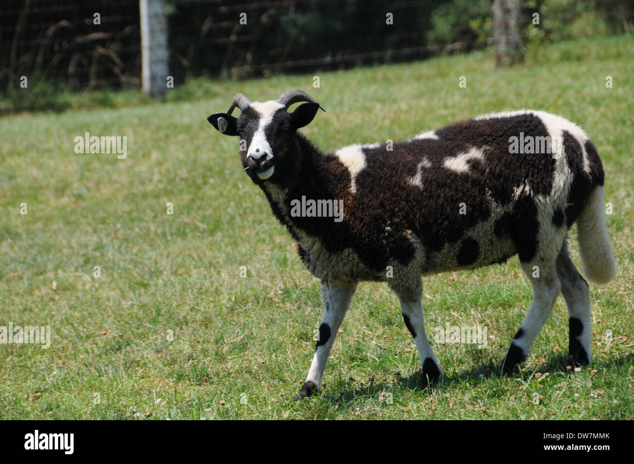 Sheep, goats, lamb Stock Photo - Alamy