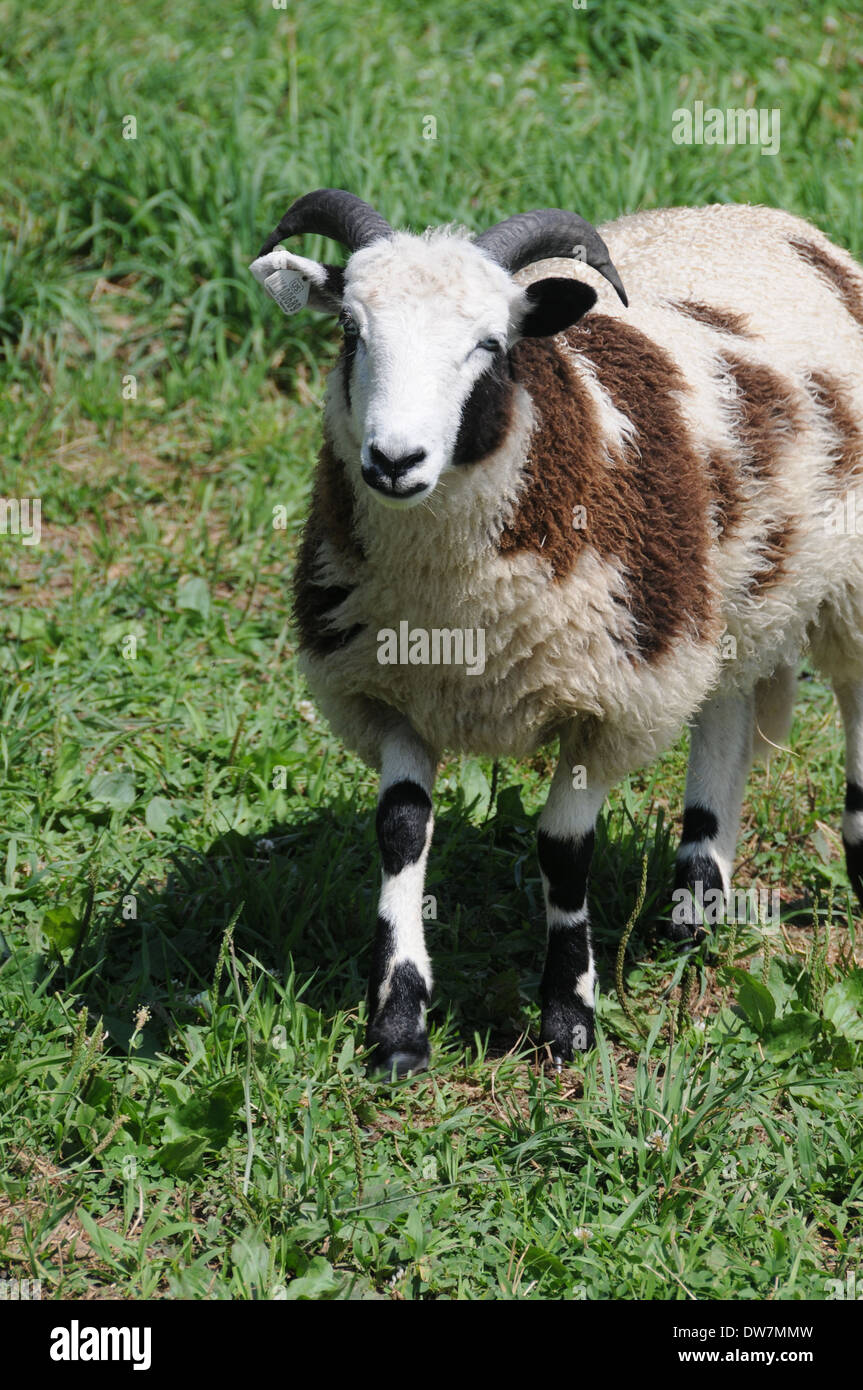 Sheep, goats, lamb Stock Photo - Alamy