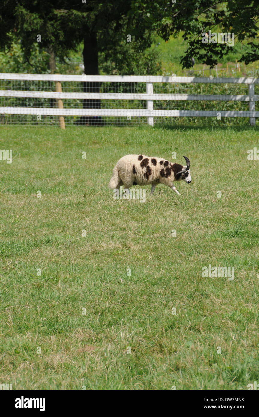 Sheep, goats, lamb Stock Photo - Alamy