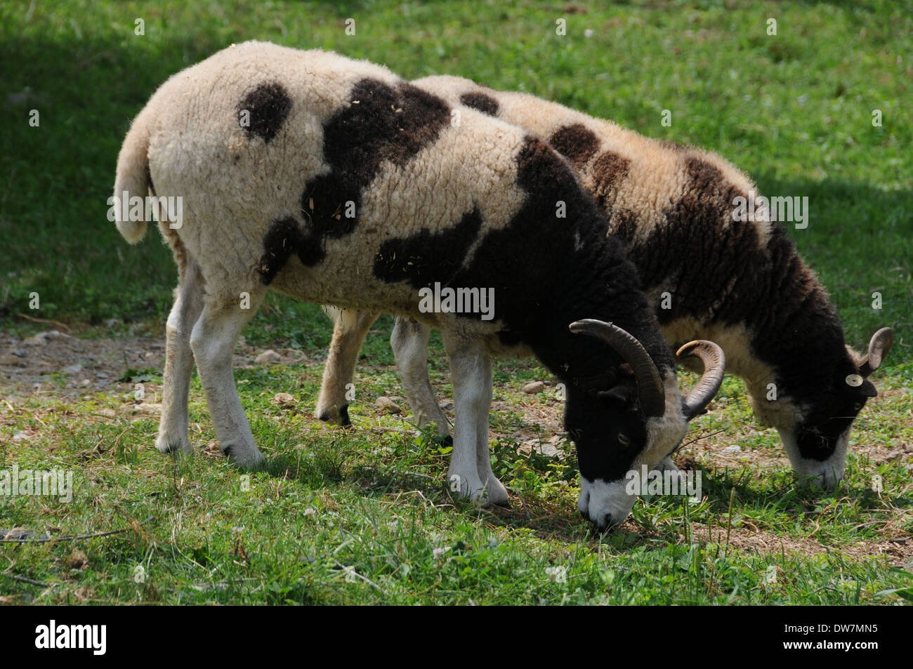 Sheep, goats, lamb Stock Photo - Alamy