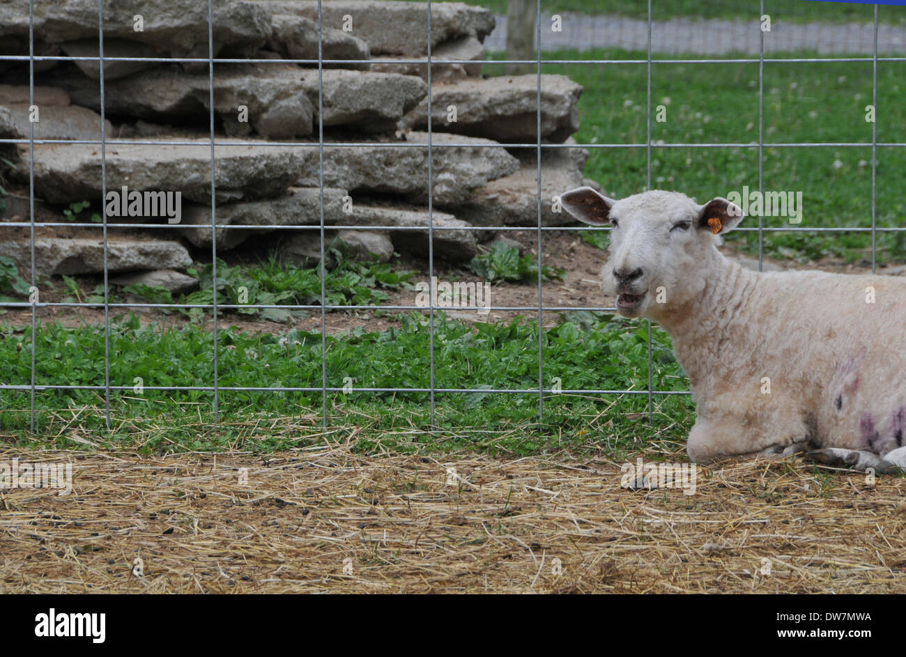 Sheep, goats, lamb Stock Photo - Alamy
