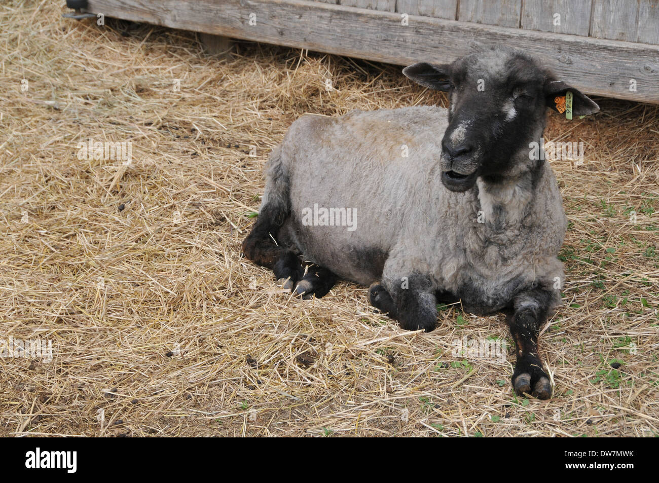 Sheep, goats, lamb Stock Photo - Alamy