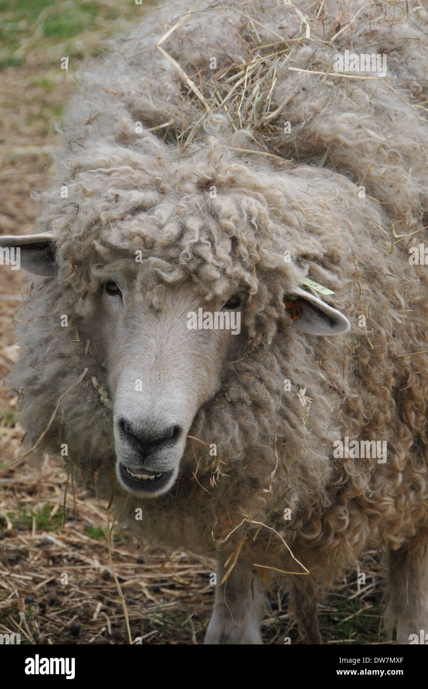Sheep, goats, lamb Stock Photo - Alamy