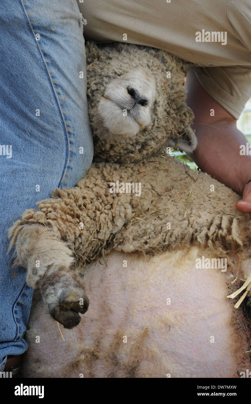 Sheep, goats, lamb Stock Photo - Alamy