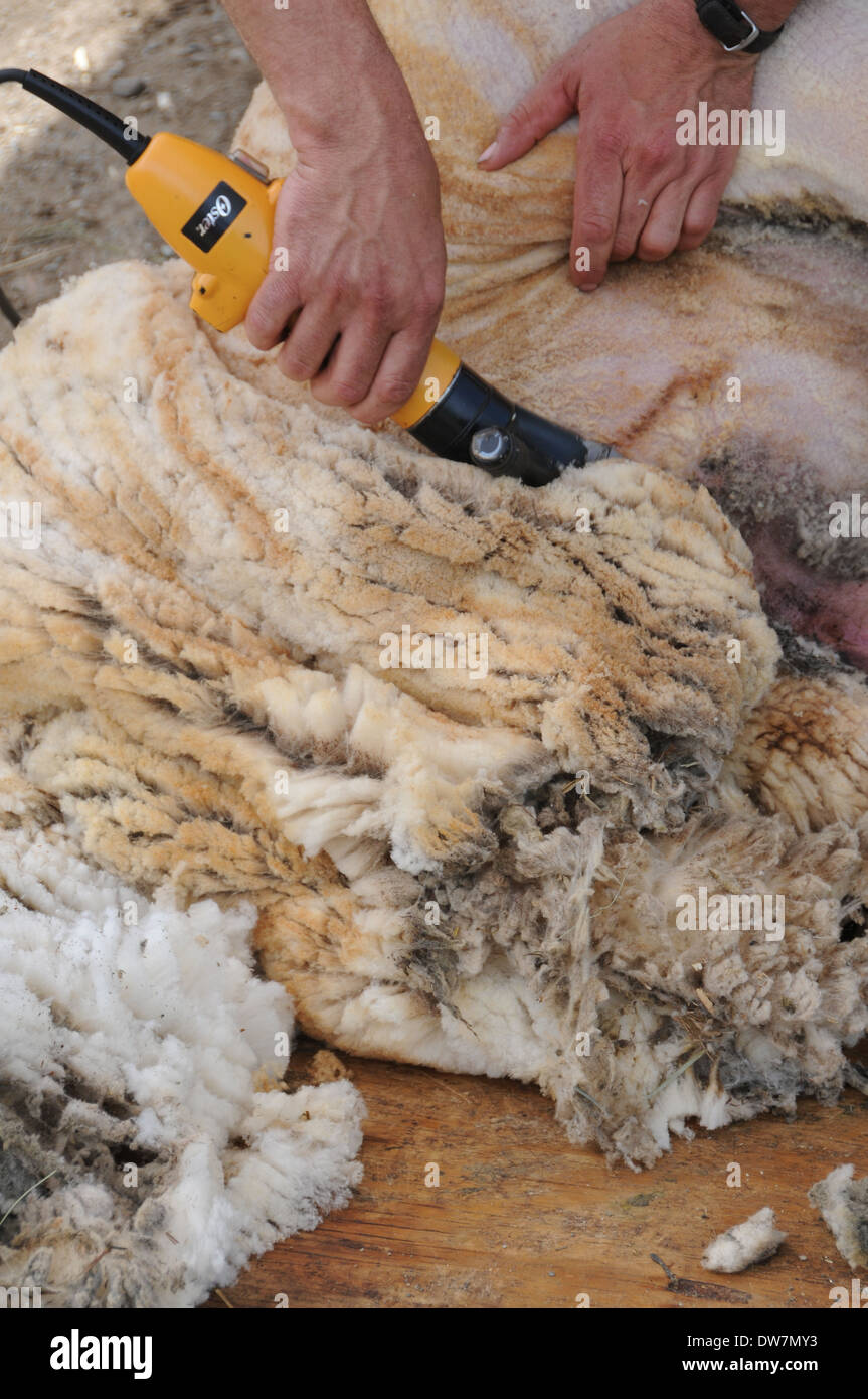 Sheep, goats, lamb Stock Photo - Alamy