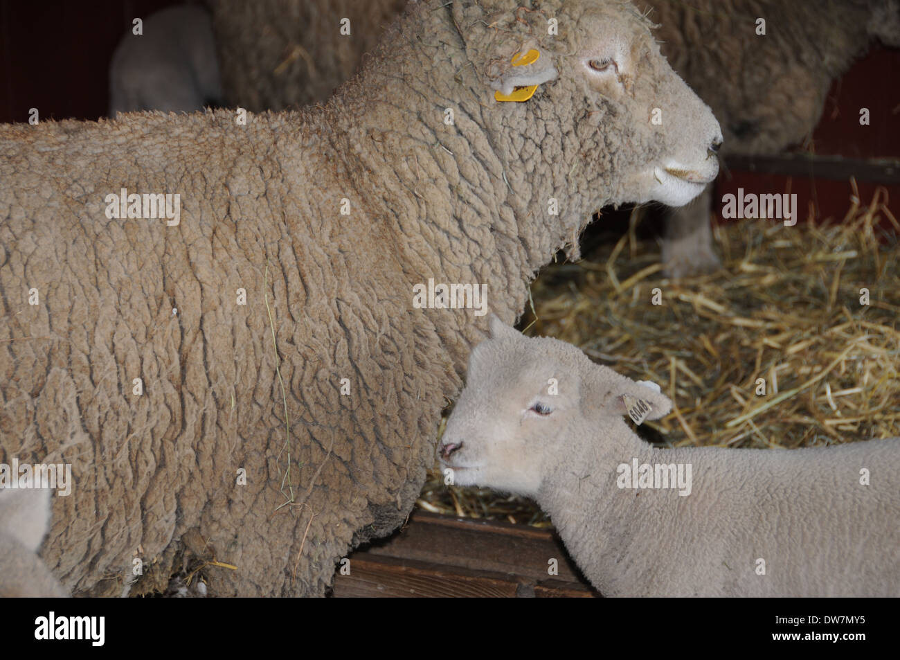 Sheep, goats, lamb Stock Photo - Alamy