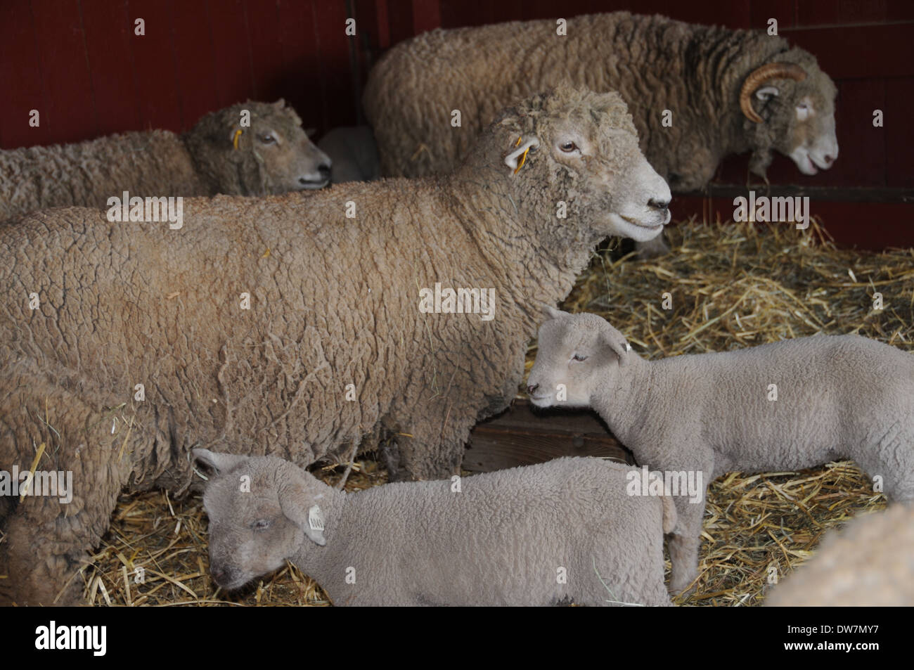 Sheep, goats, lamb Stock Photo - Alamy