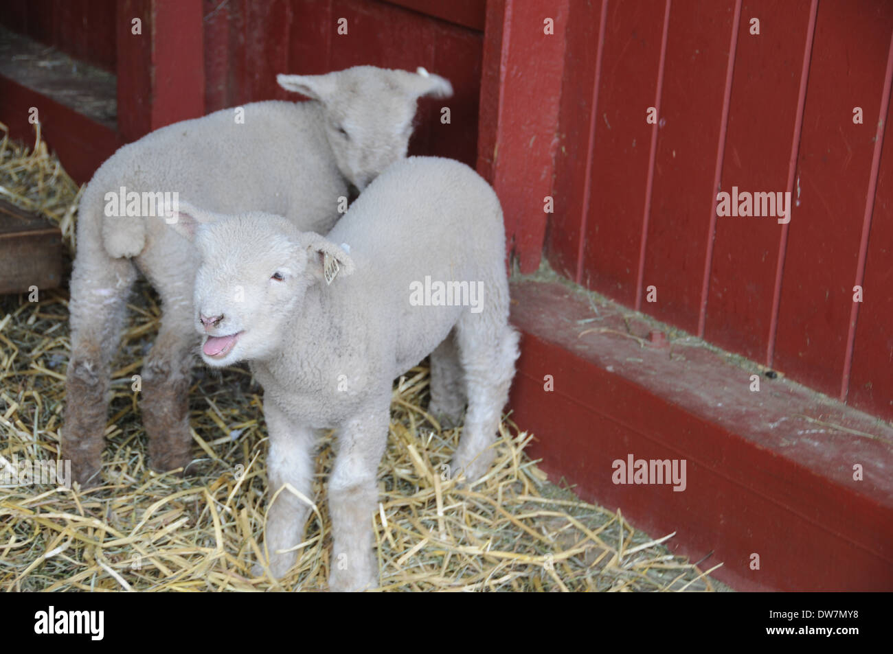 Sheep, goats, lamb Stock Photo - Alamy