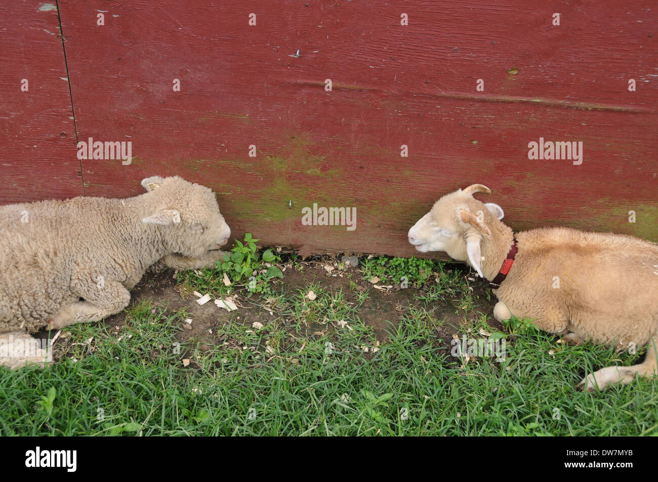 Sheep, goats, lamb Stock Photo - Alamy