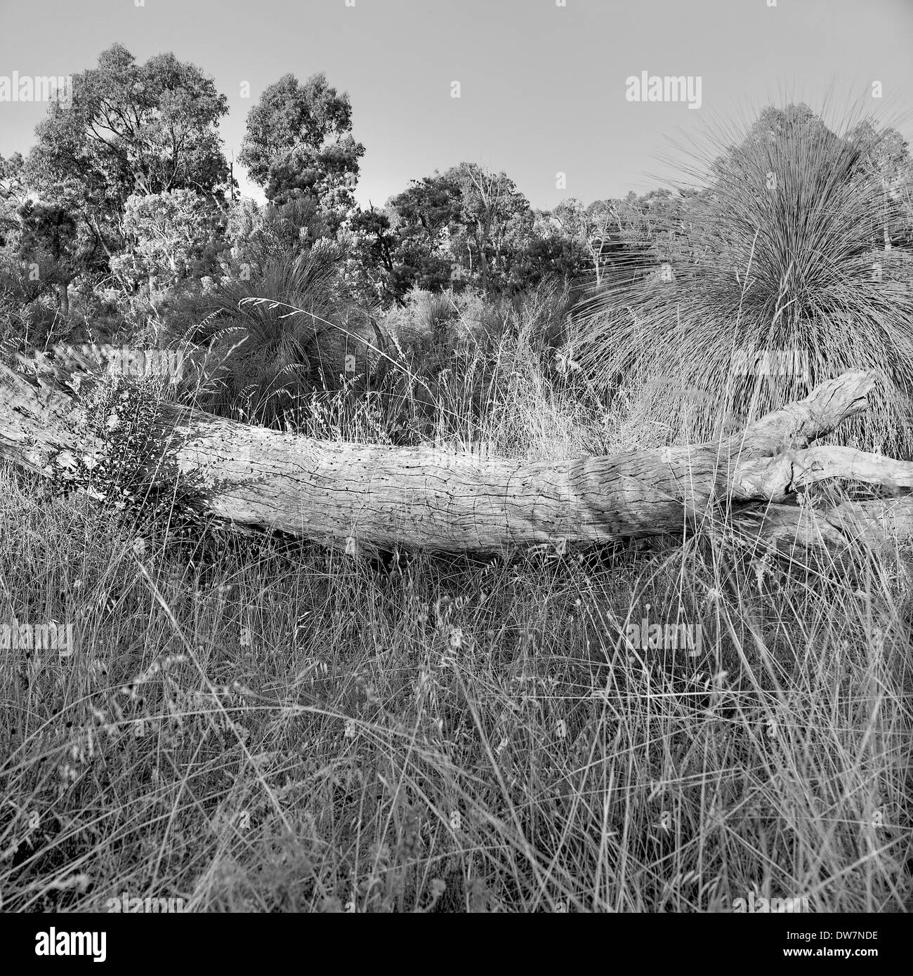 Trees and vegetation in Star Swamp Nature Reserve, Perth, Western ...