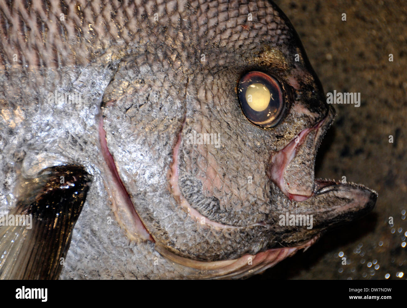 Sickle Pomfret Fish