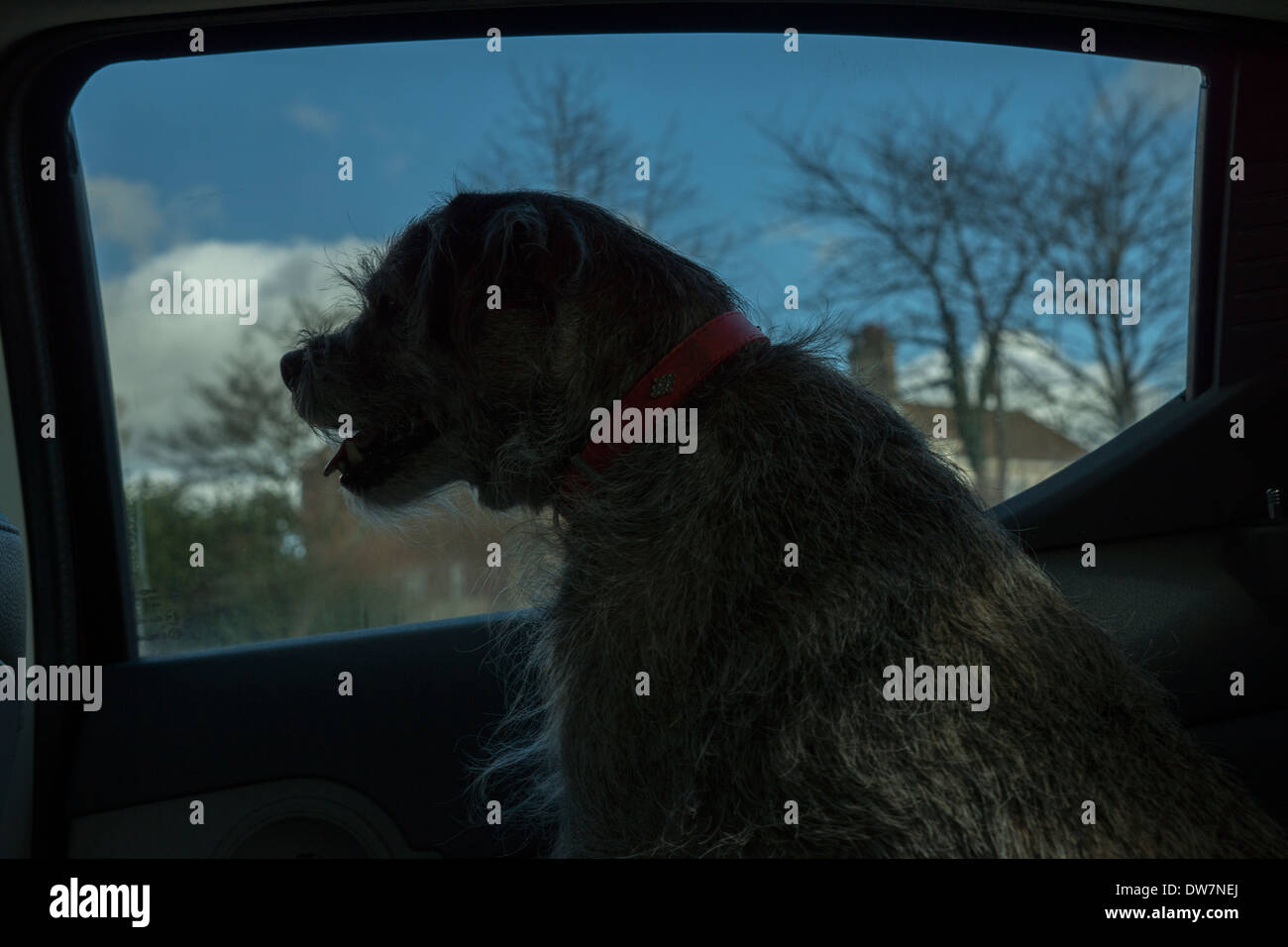 Border terrier dog looking out car window road sign signs door handle ...