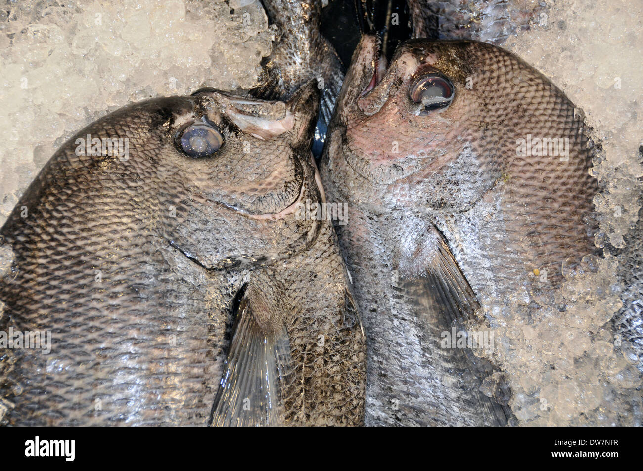 Taractichthys steindachneri hi-res stock photography and images - Alamy