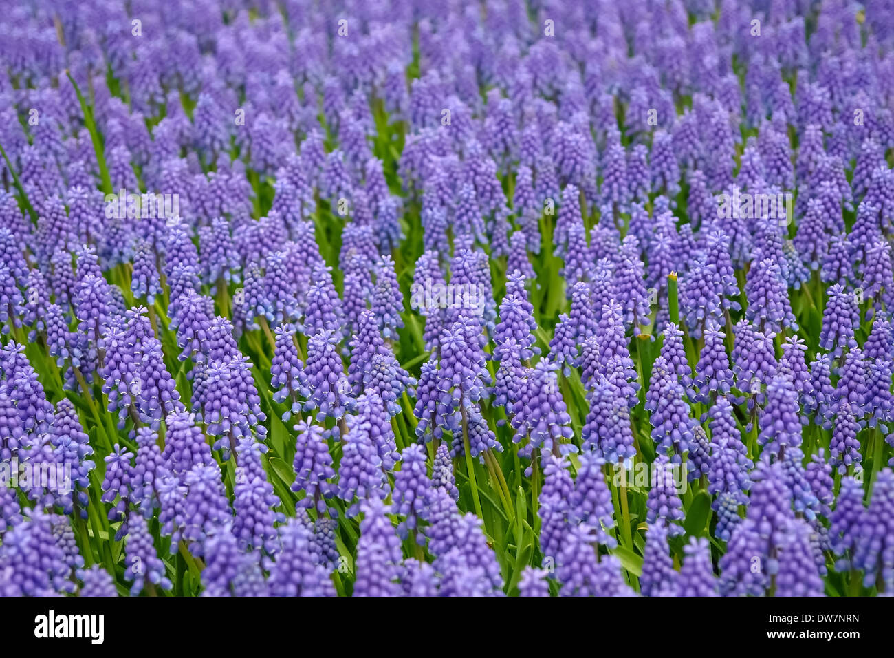 Spring flowers background Stock Photo - Alamy