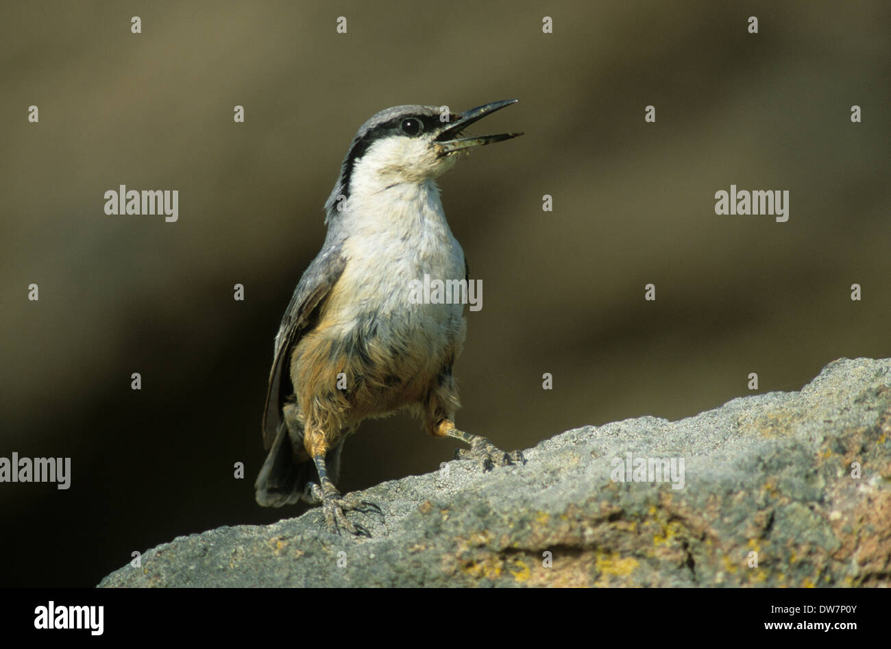 Rock nuthatch sitta neumayer hi-res stock photography and images - Alamy